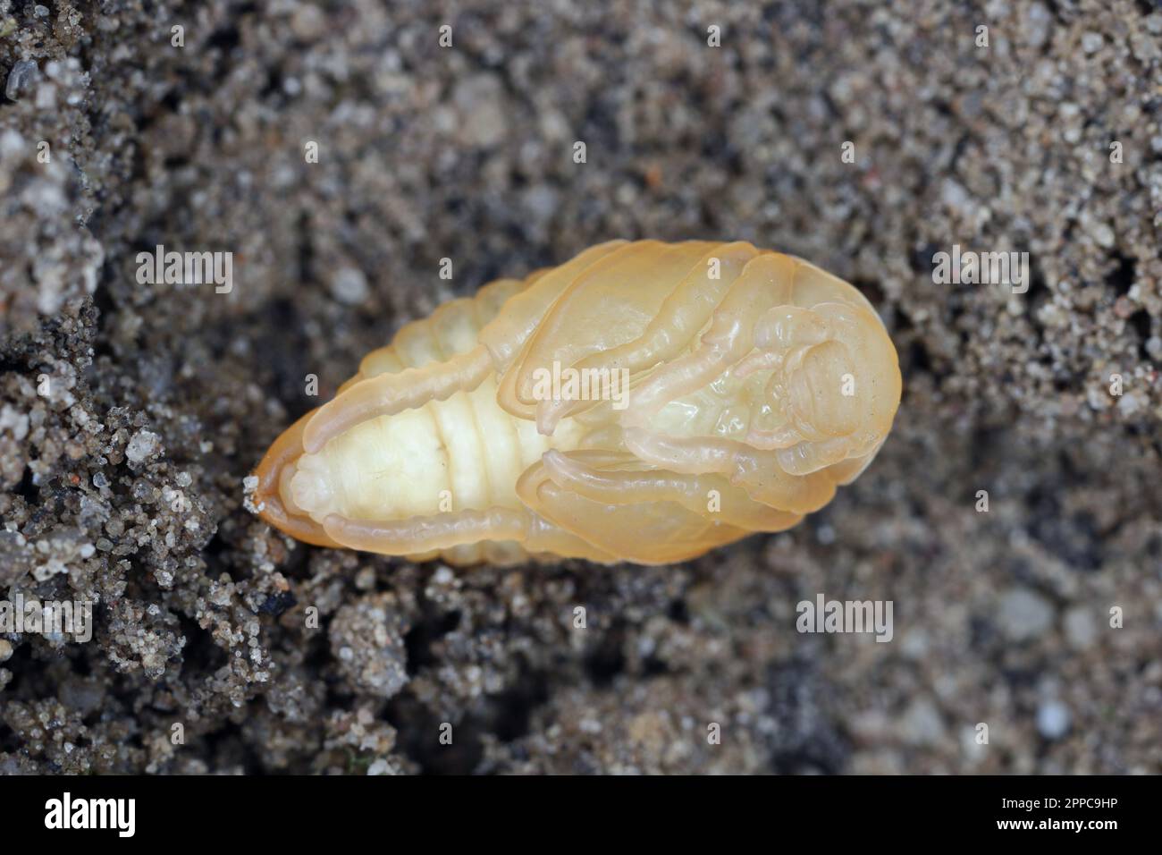 Garden Chafer Phyllopertha horticola. Developmental stage pupa, pupae. The larvae eat the roots ...