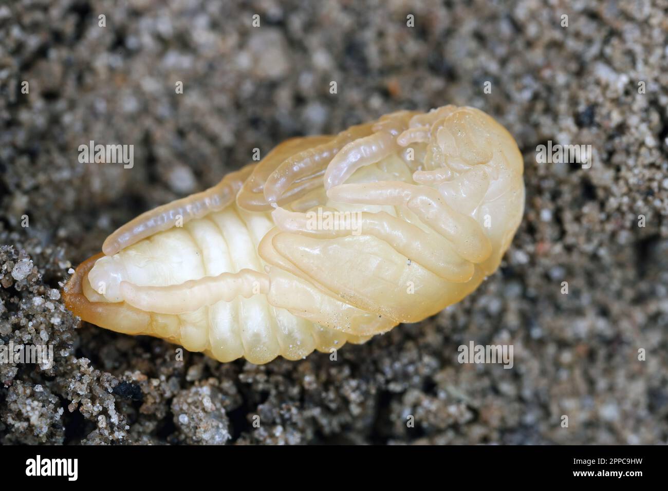 Garden Chafer Phyllopertha horticola. Developmental stage pupa, pupae ...