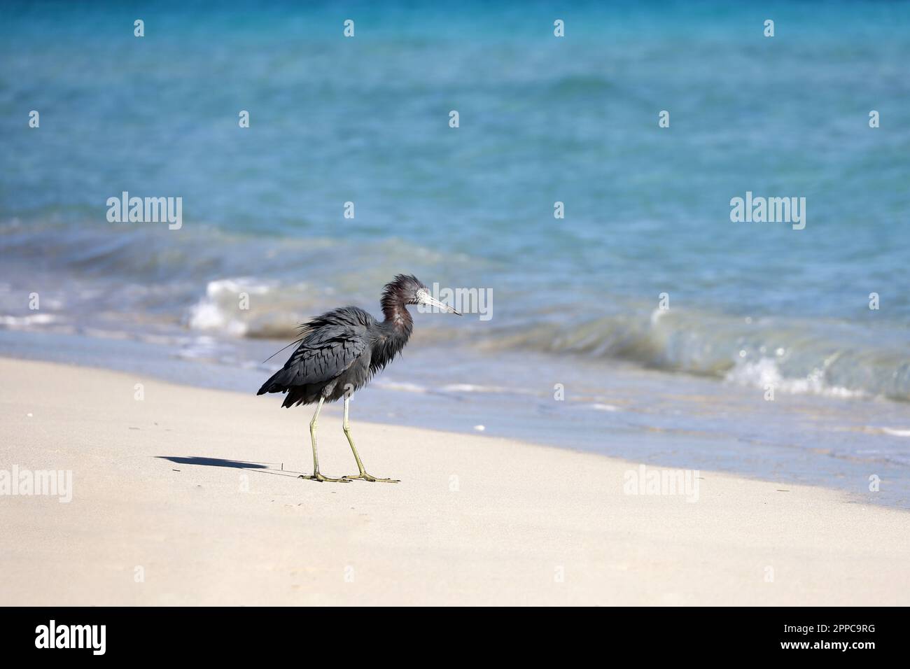 Black Heron hunts on the coast of the Atlantic ocean walking by the ...