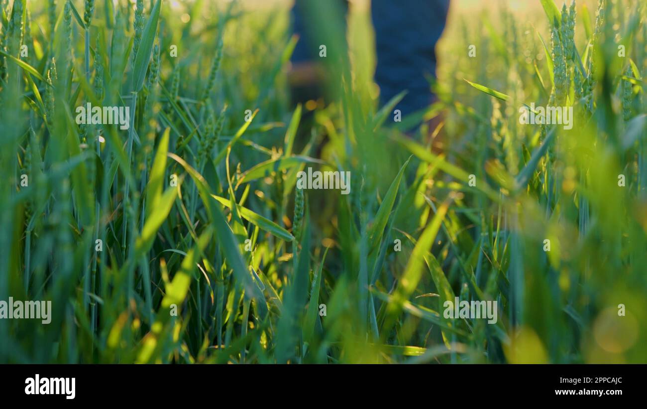 Farmer walking through the green field of eco-crops in rubber boots ...