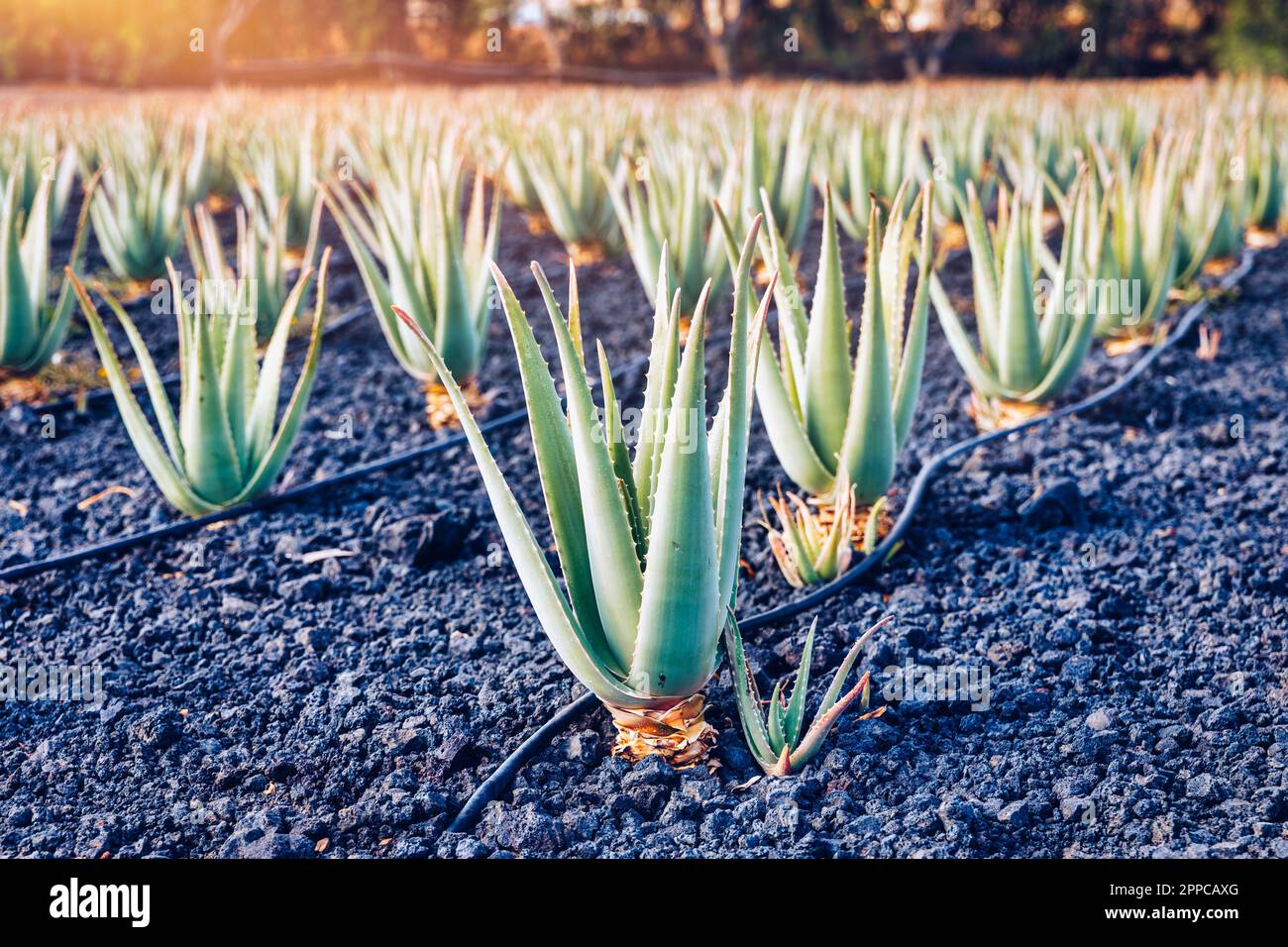 Plantation of medicinal aloe vera plant in the Canary Islands. Aloe ...