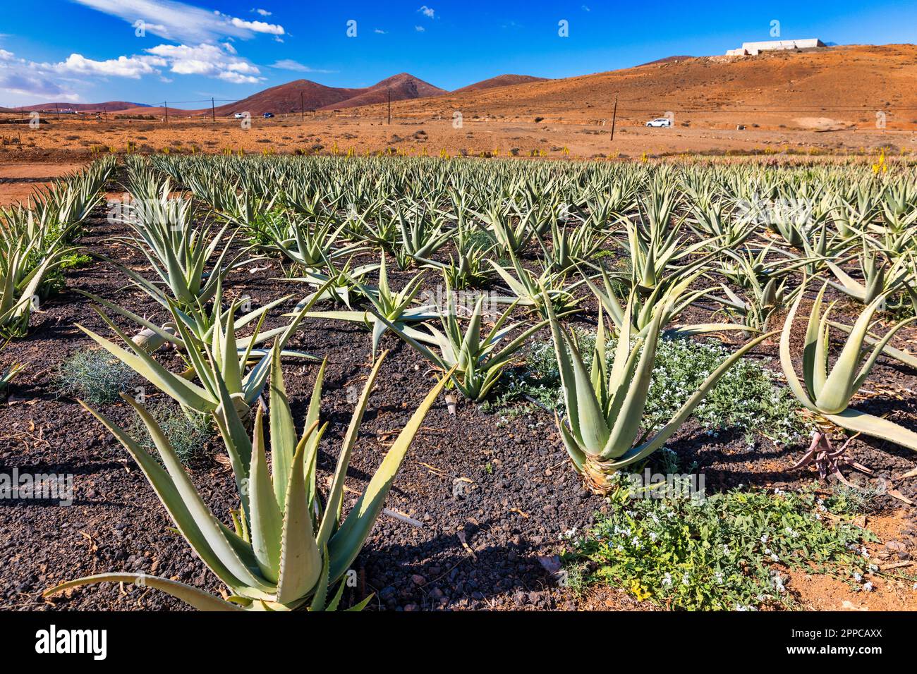 Aloe vera plant. Aloe vera plantation. Fuerteventura, Canary Islands ...