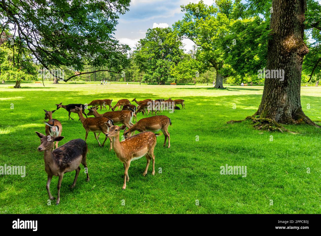 Group of wild fallow deers resting in the garden of medieval Castle ...