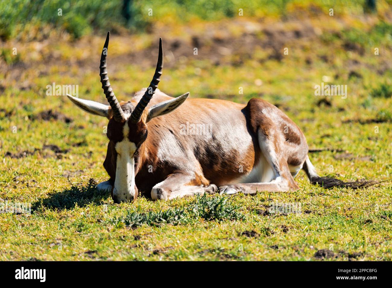 Bontebok species hi-res stock photography and images - Alamy