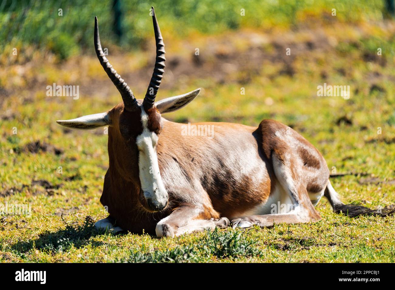 Bontebok species hi-res stock photography and images - Alamy