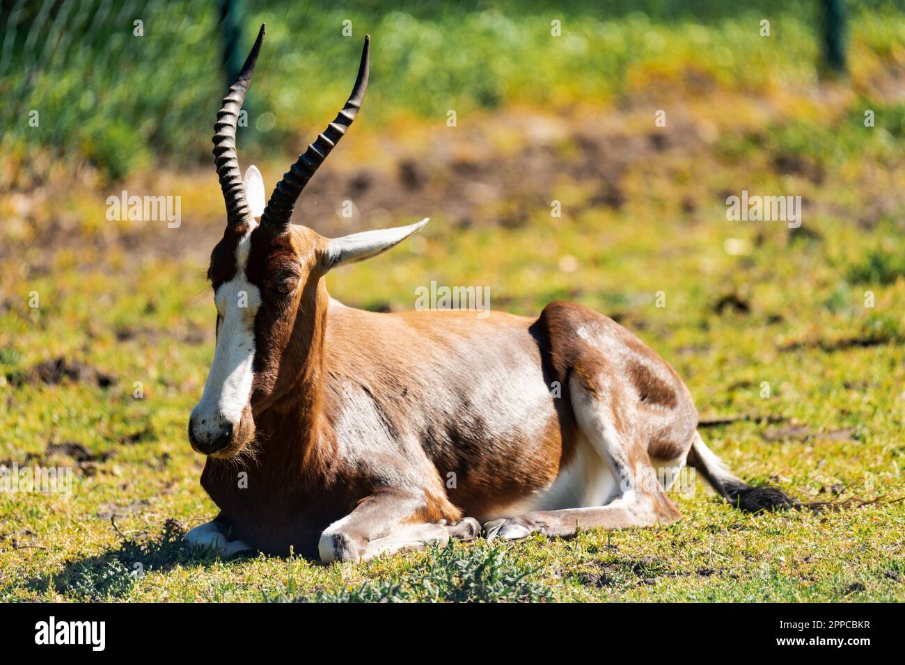 African antelope species hi-res stock photography and images - Alamy