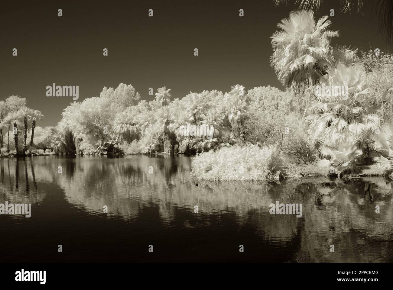 Mysterious and alien appearing palm tree tropical lagoon Stock Photo ...