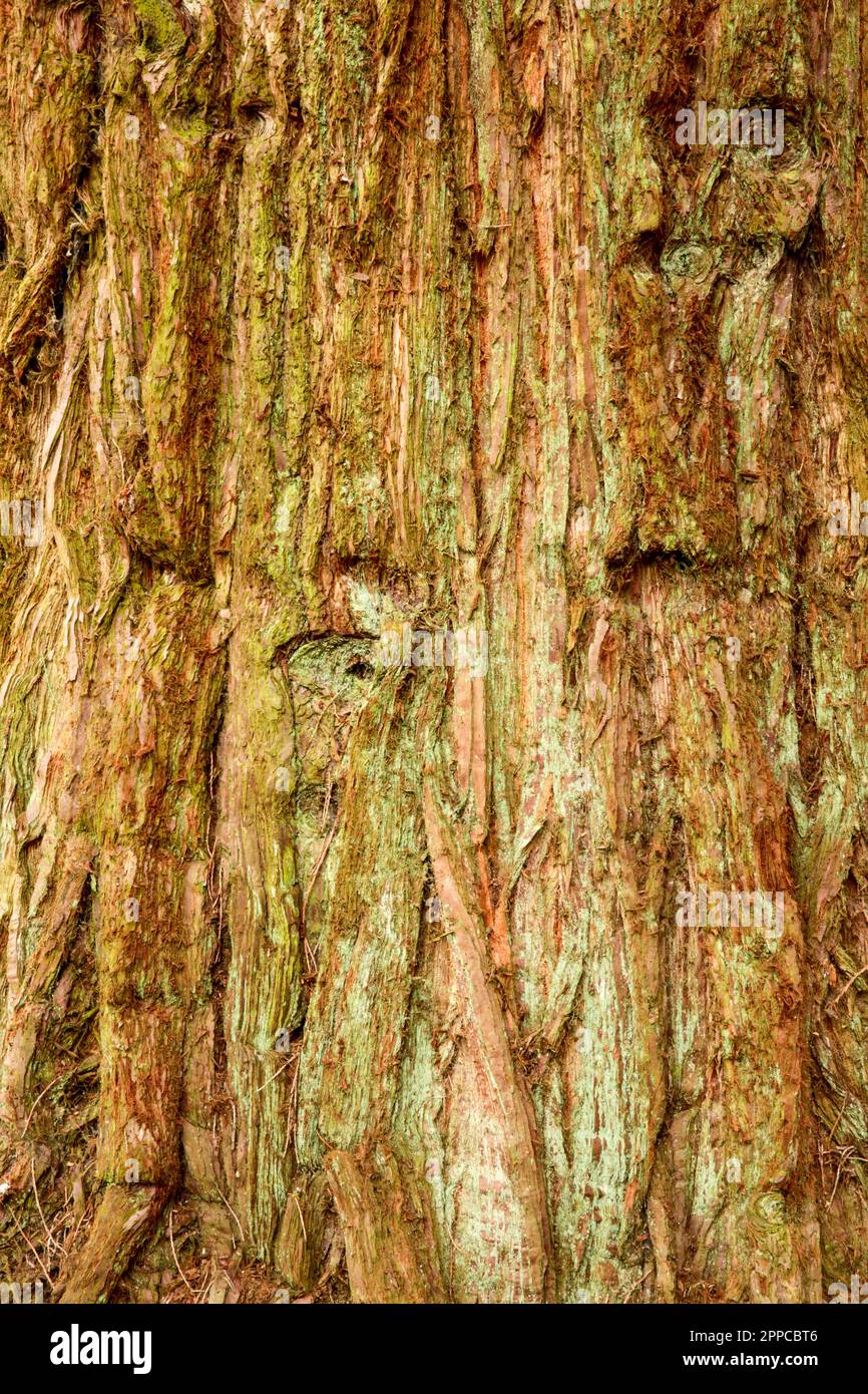 Tree bark teture and patterns Stock Photo - Alamy