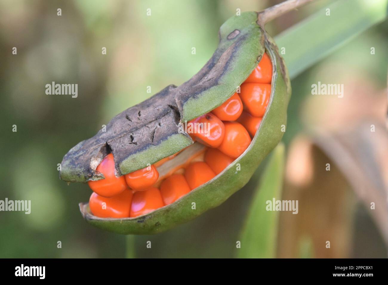 Nature faces hi-res stock photography and images - Alamy