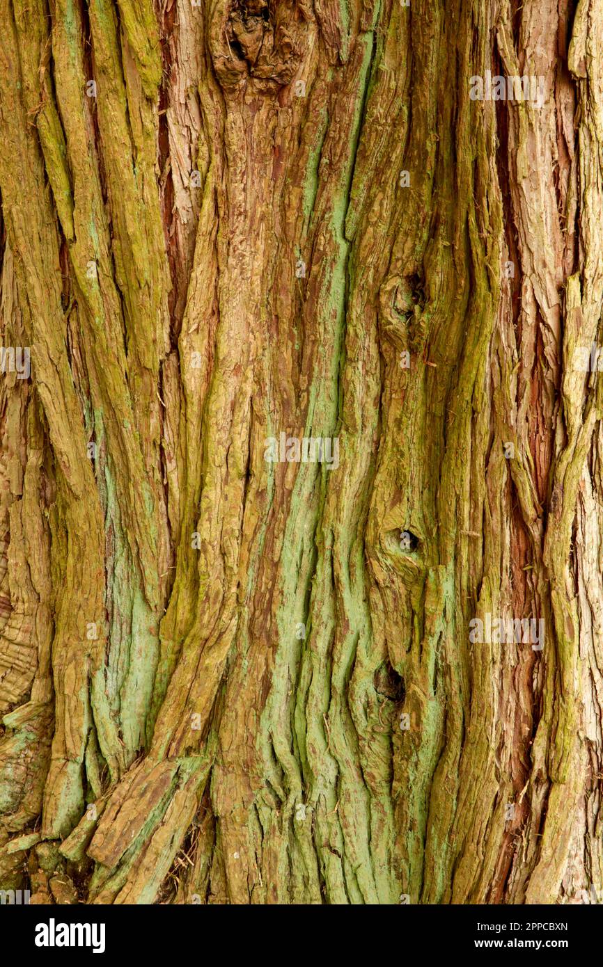 Tree bark teture and patterns Stock Photo - Alamy