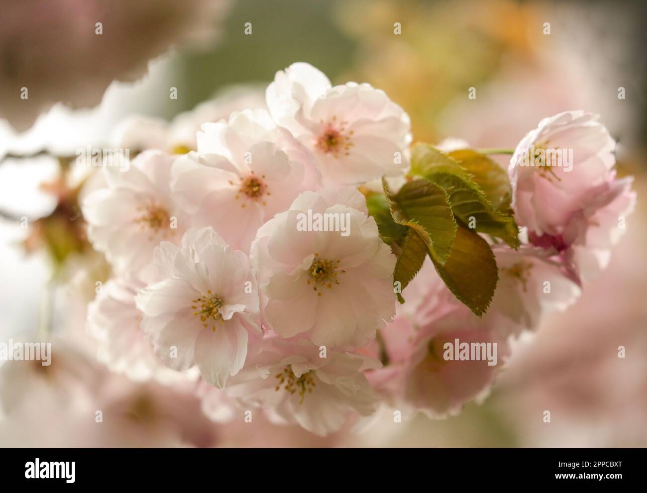 Cherry Blossom, sunlit spring Cherry Blossom Stock Photo - Alamy