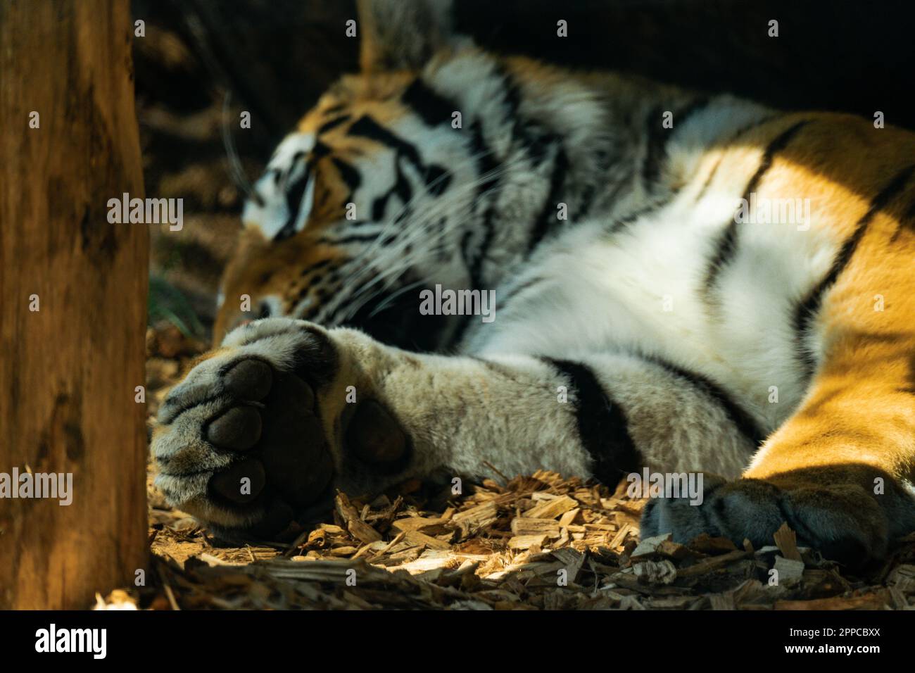 Paws of the Siberian tiger or Amur tiger laying on the ground in shade ...