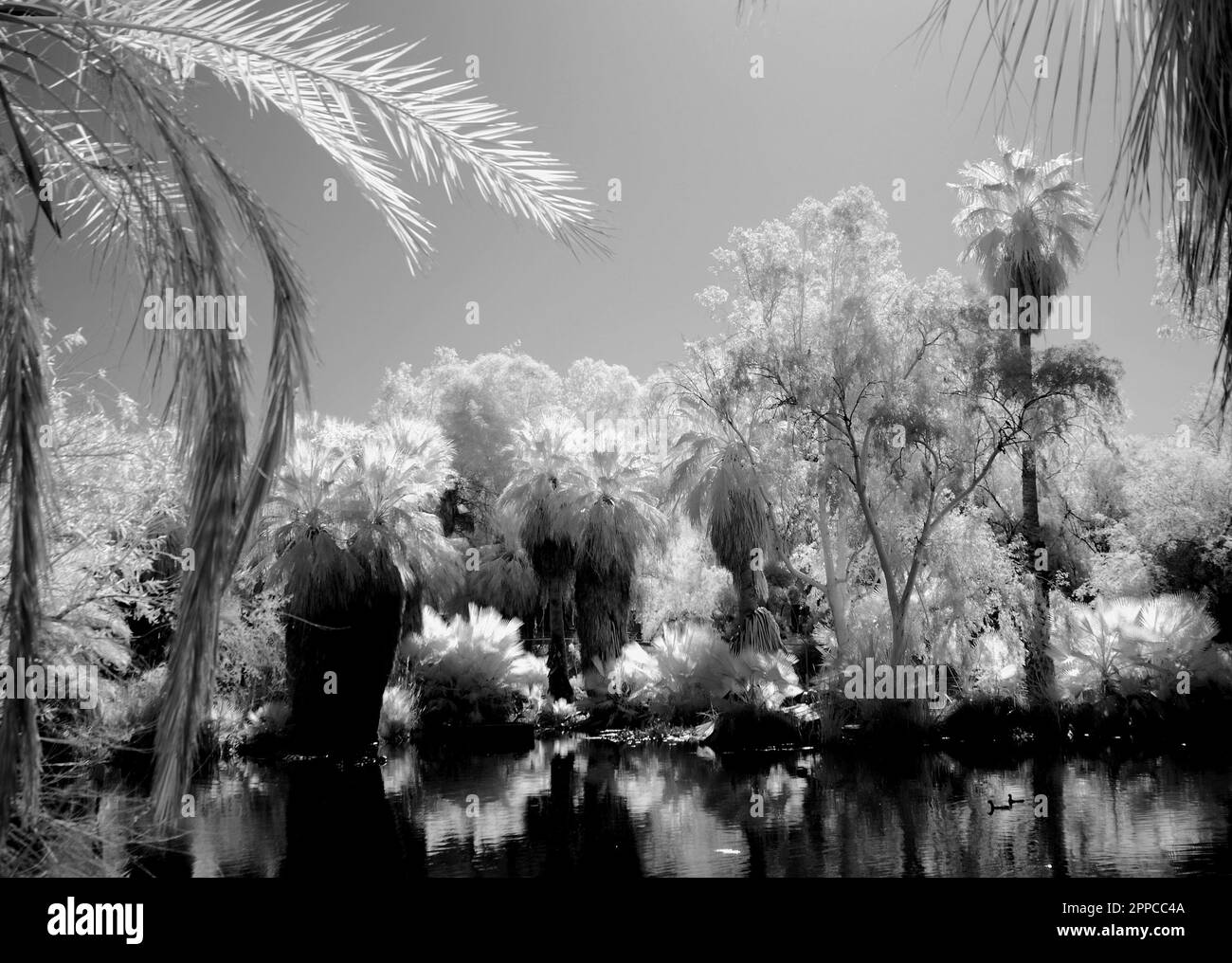 Mysterious and alien appearing palm tree tropical lagoon Stock Photo ...