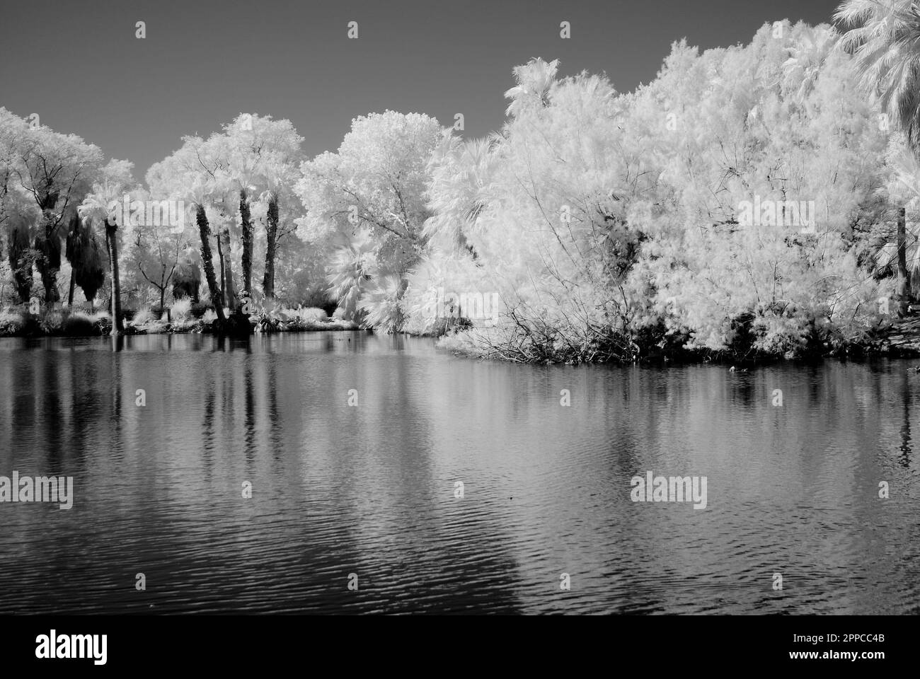 Mysterious and alien appearing palm tree tropical lagoon Stock Photo ...