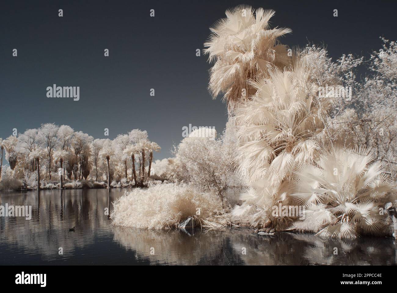Mysterious and alien appearing palm tree tropical lagoon Stock Photo ...