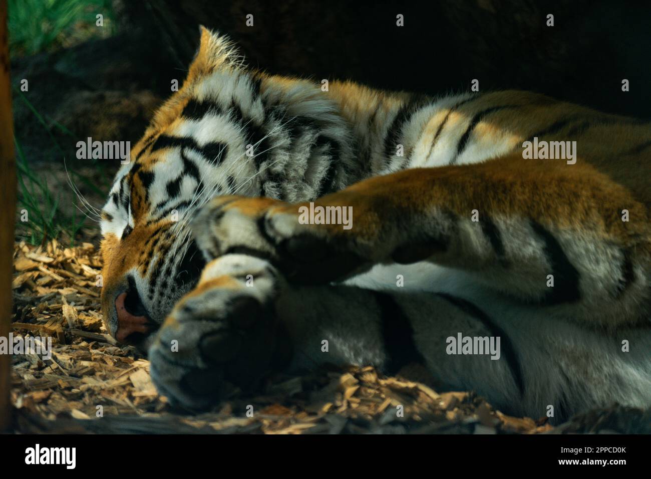 The Siberian tiger or Amur tiger laying on the ground in shade Stock ...