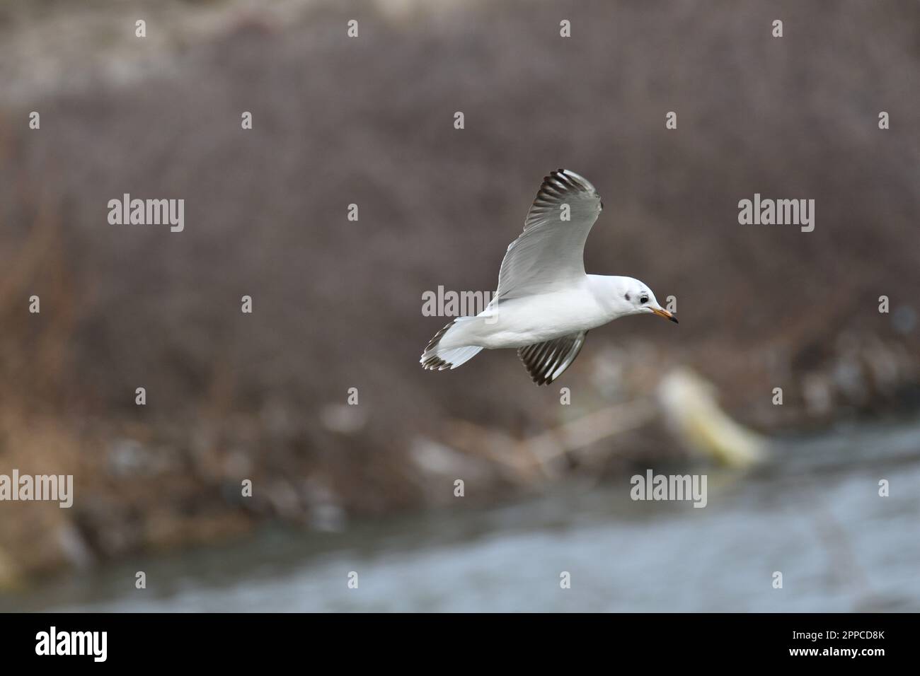 A gull flies over the waters of the river Stock Photo - Alamy