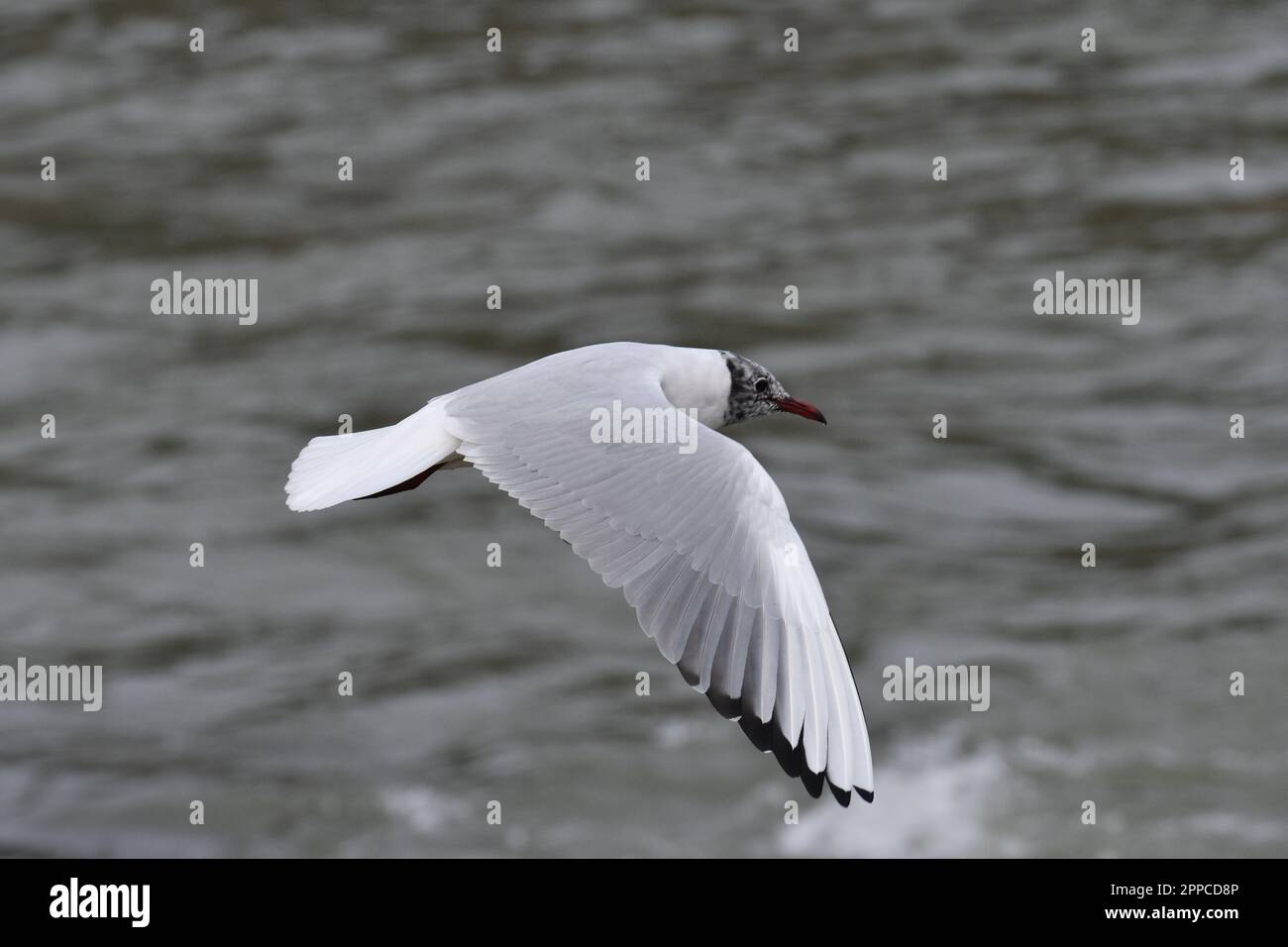Fly river hi-res stock photography and images - Alamy