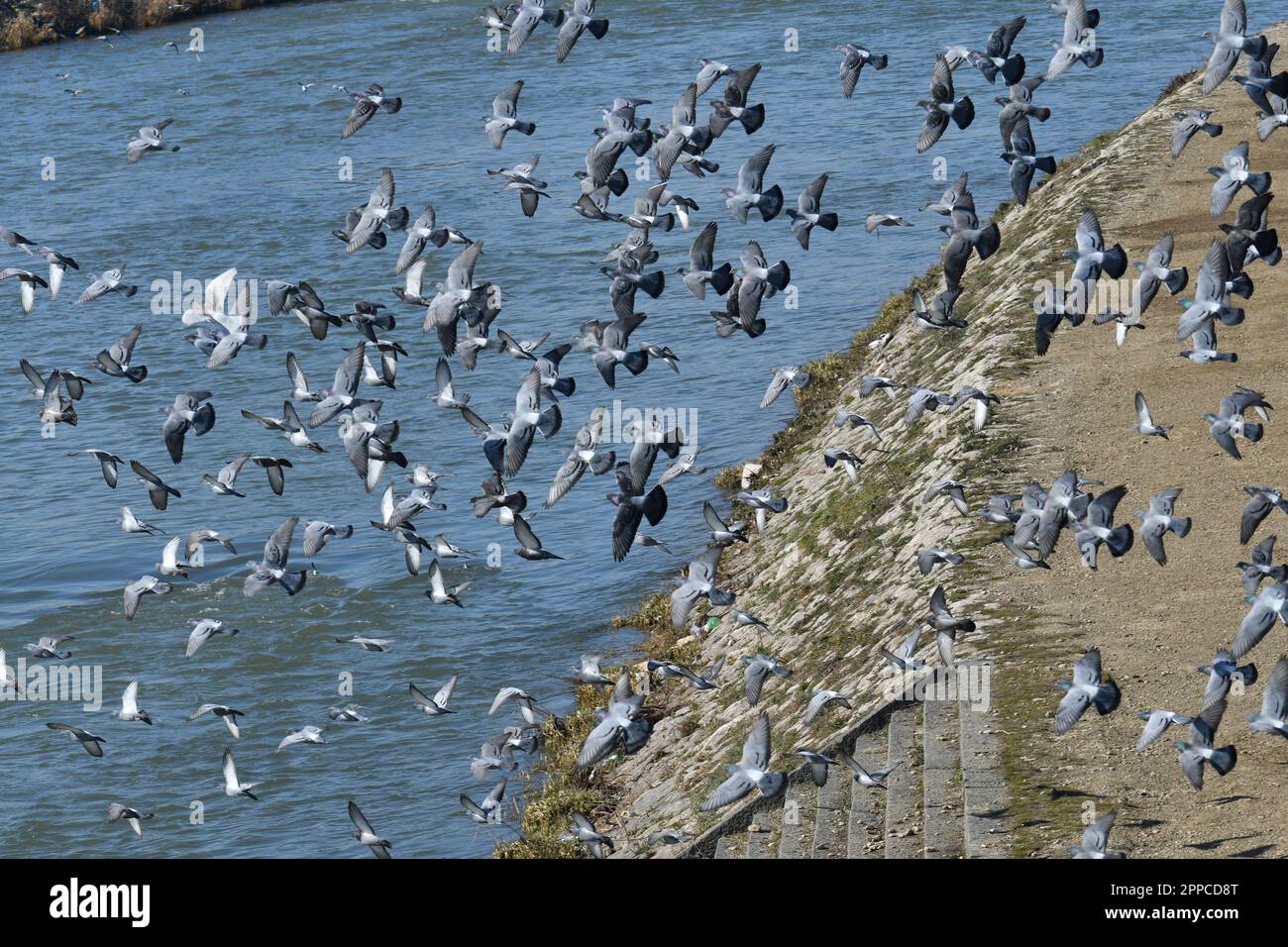 Flock pigeons fly in hi-res stock photography and images - Alamy