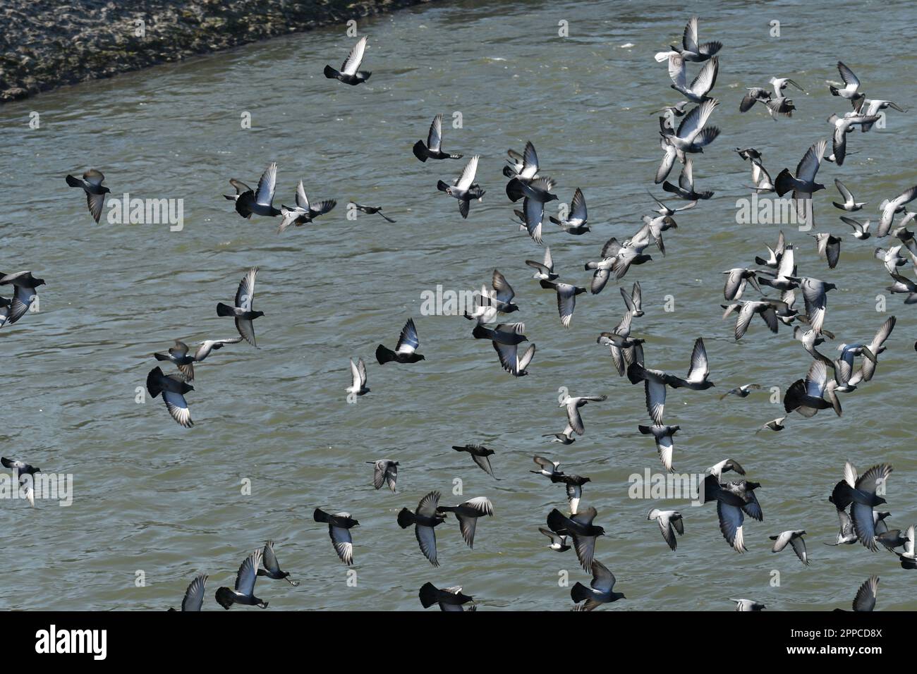 Flock pigeons fly in hi-res stock photography and images - Alamy