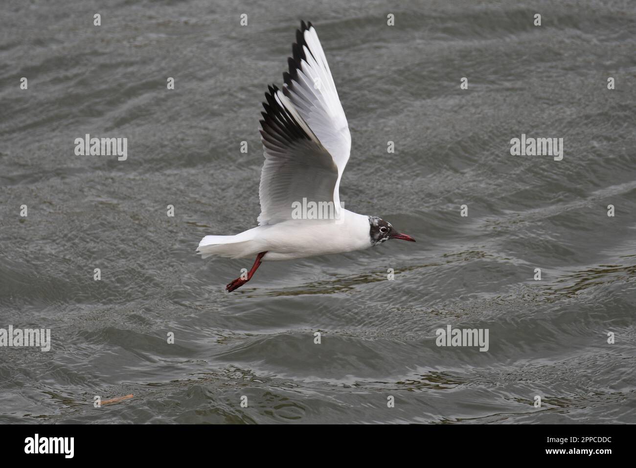 A gull flies over the waters of the river Stock Photo - Alamy