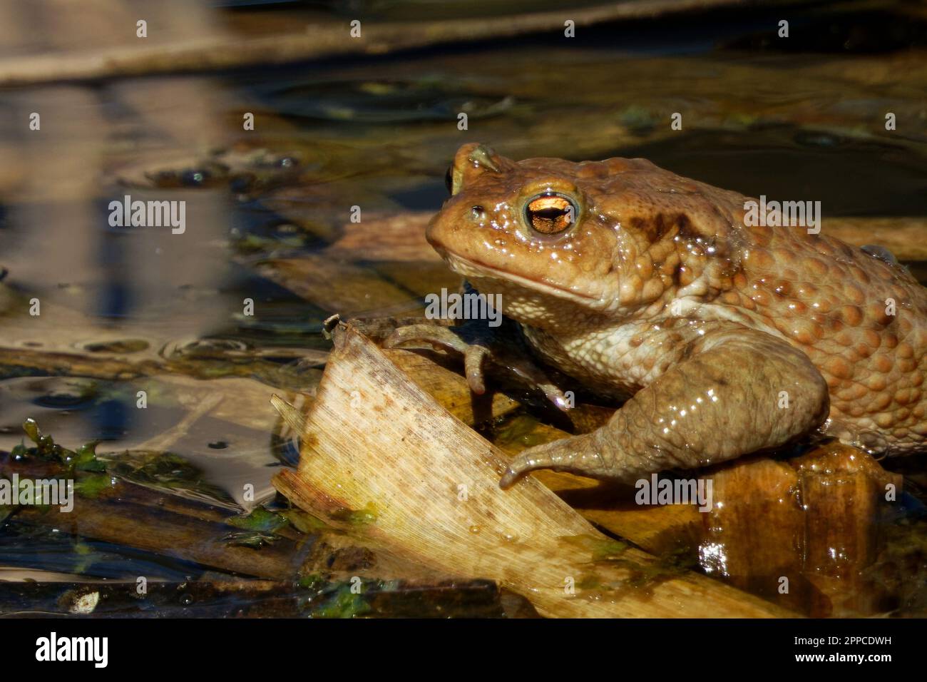 The common toad is a frog found throughout most of Europe, in the ...