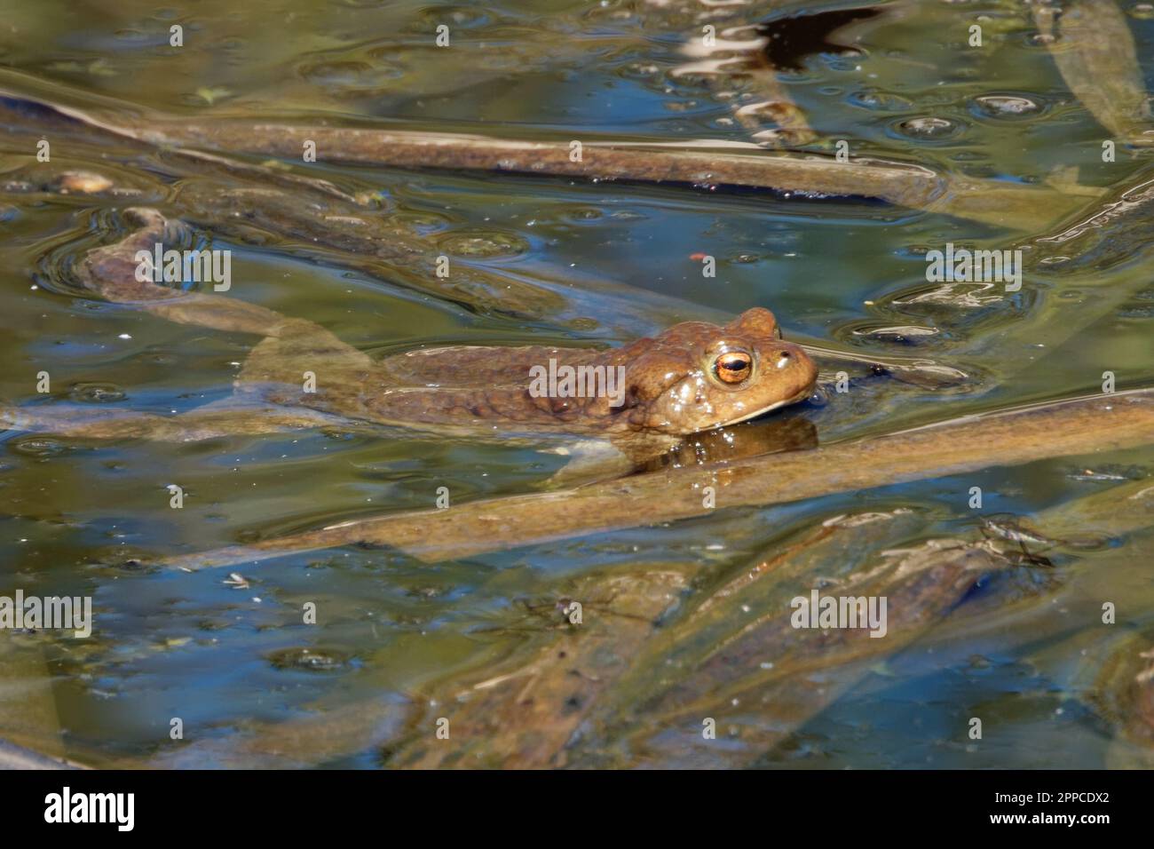 The common toad is a frog found throughout most of Europe, in the ...