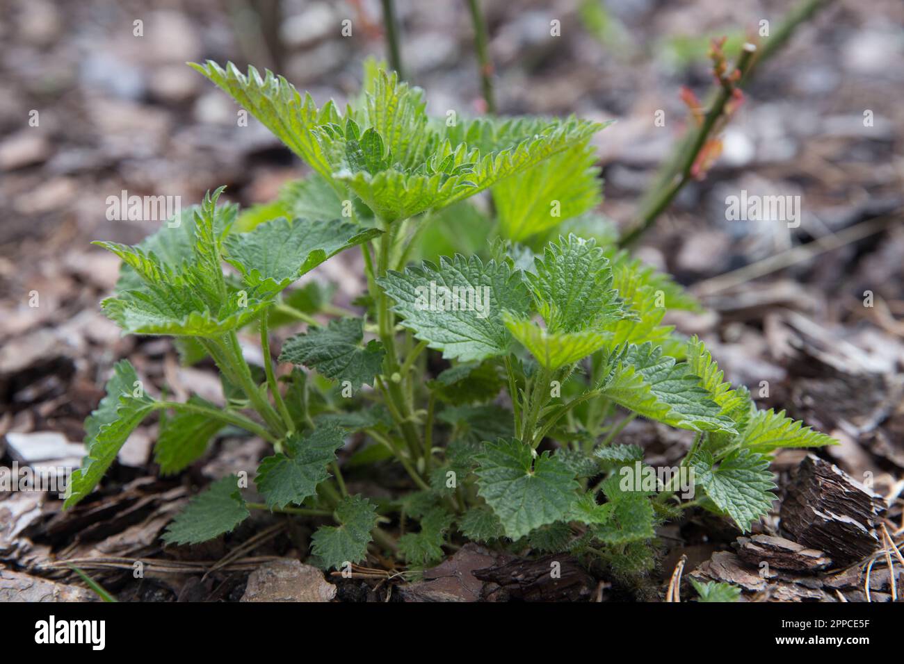 Bush of stinging-nettles. Nettle leaves. Greenery common nettle Stock ...