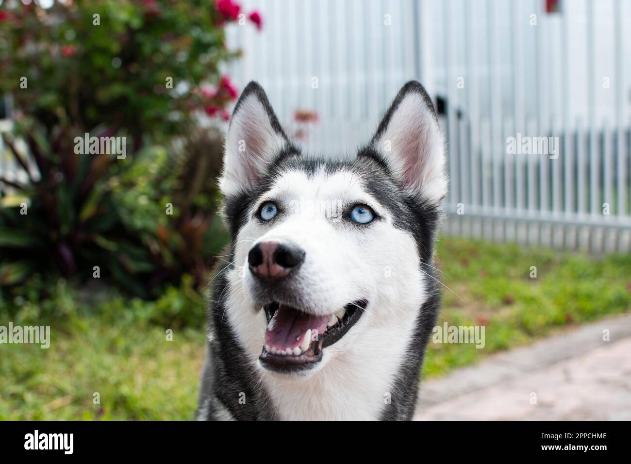 Siberian Husky portrait with open mouth on a summer day. Dog portrait ...