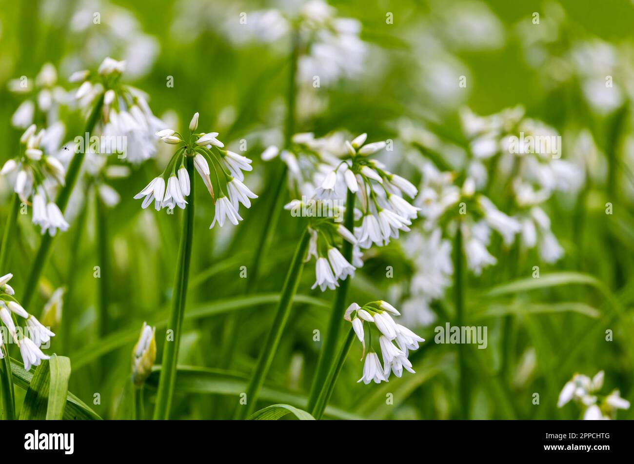 "Allium triquetrum" flowers, "Three-cornered Leek", plant of family ...
