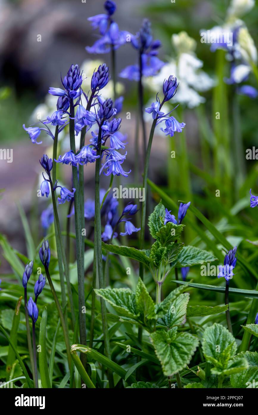 Bluebells, pretty blue flowers, flowering during Spring. Dublin ...
