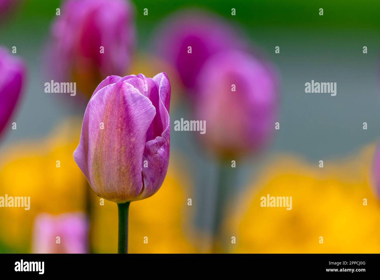 Selective focus on single Spring tulip flower "Tulipa Andre Rieu" with ...