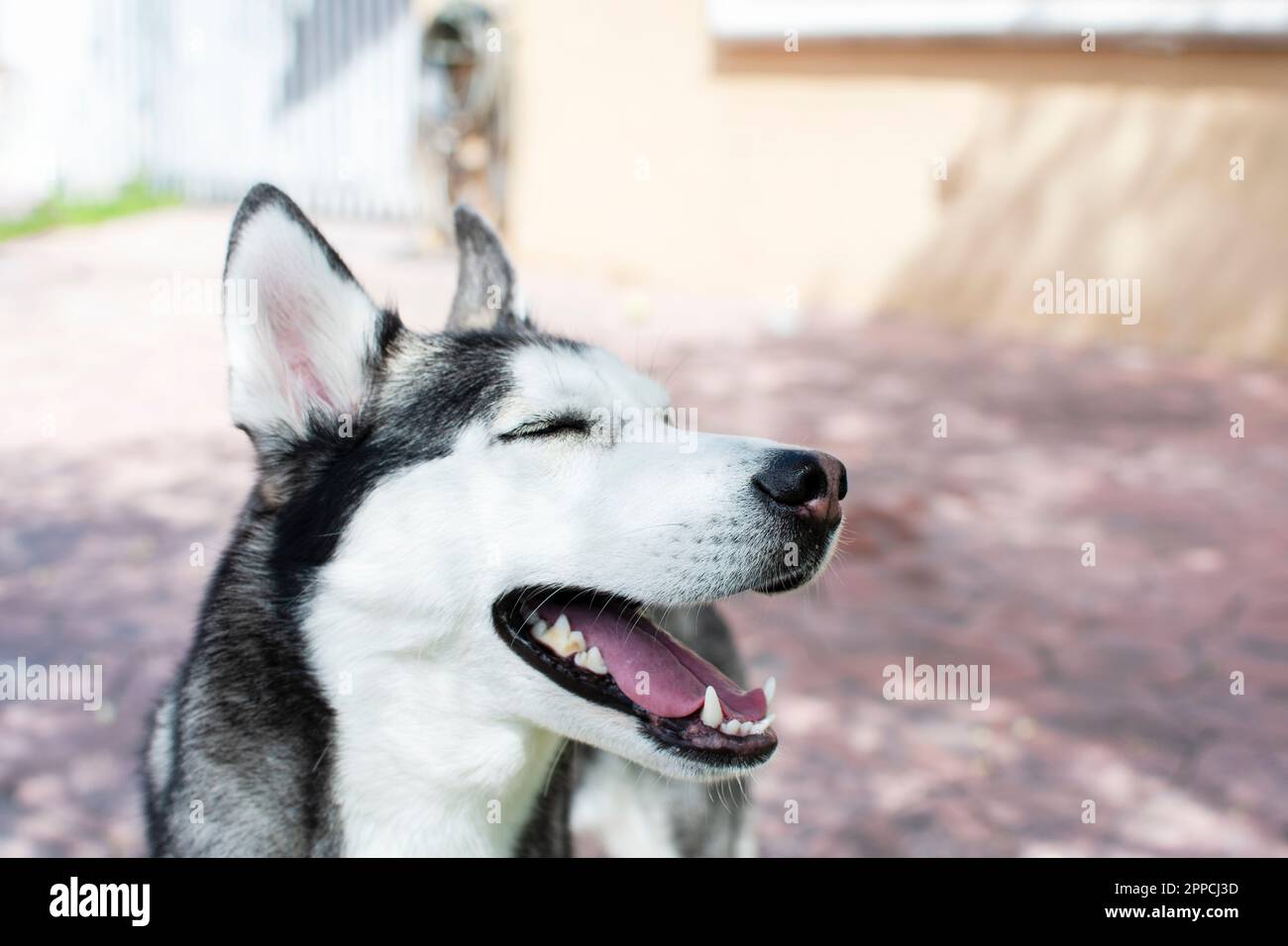 Siberian Husky portrait with open mouth on a summer day. Dog portrait ...