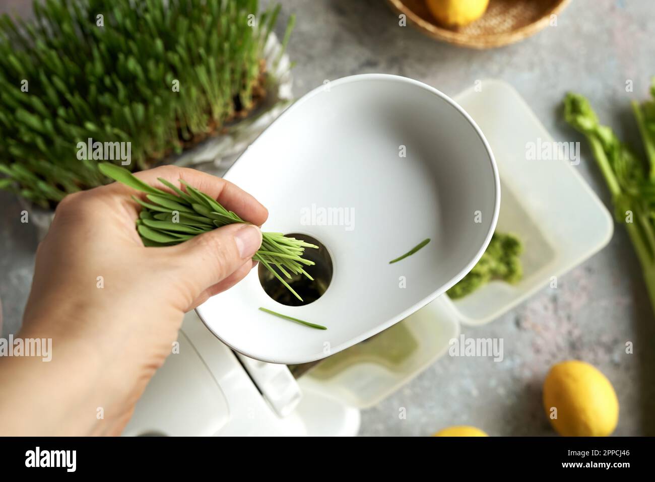 Inserting fresh young barley grass blades into a juicer to prepare ...
