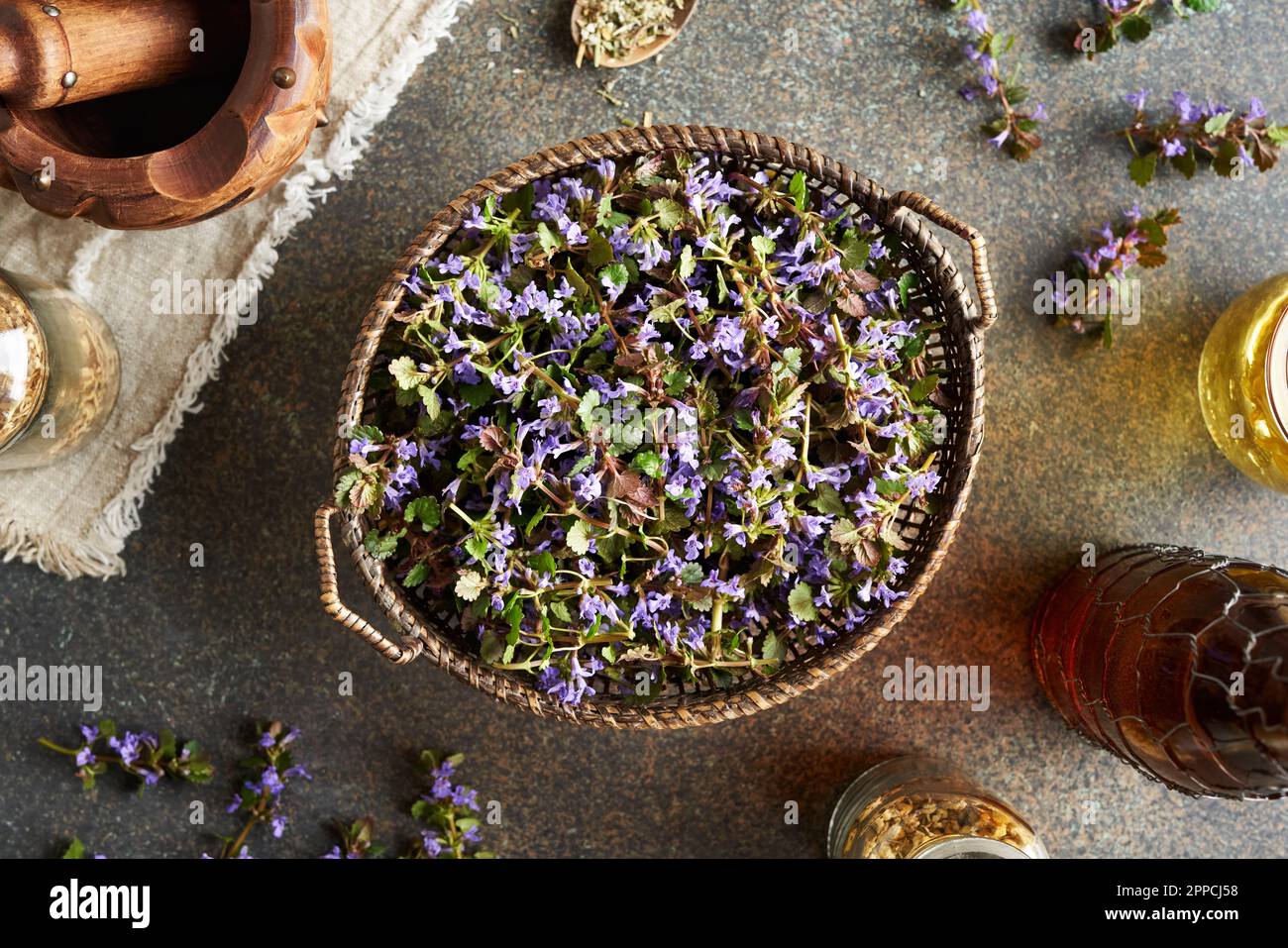 Fresh ground-ivy or Glechoma hederacea flowers in a basket on a table ...