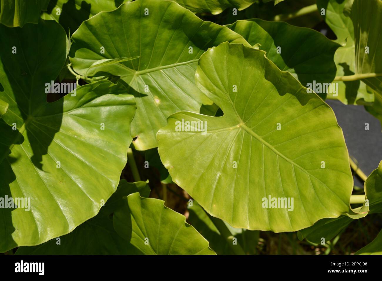 Close-up of a elephant ear leaves, a form of taro native to ...
