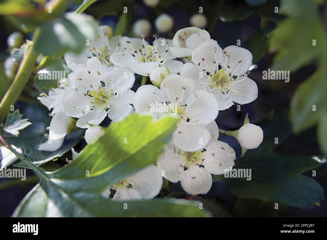 Common hawthorn crataegus c. monogyna shrub tree in bloom, white one ...