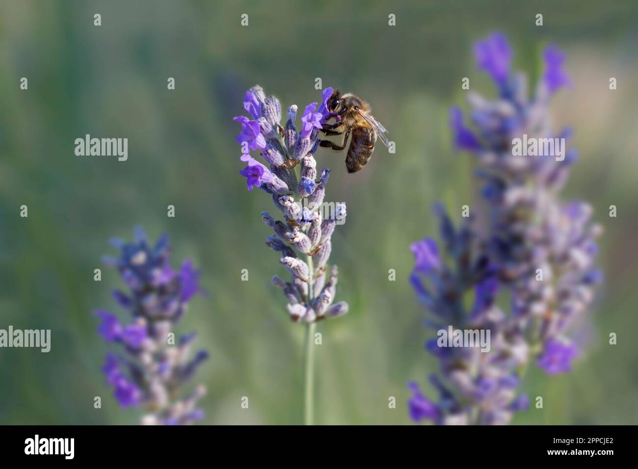 Bee searches for nectar on lavender green background Stock Photo - Alamy