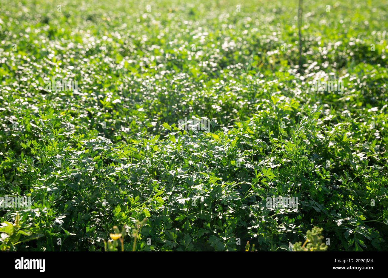 Young parsley growing on farm field Stock Photo - Alamy