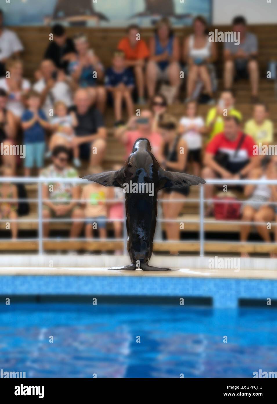 A seal next to pool in front of crowd performing stunt show Stock Photo ...