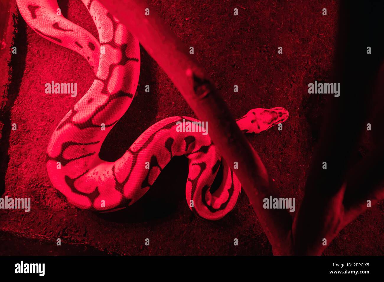 Ball python in a red light crawling on a ground Stock Photo - Alamy