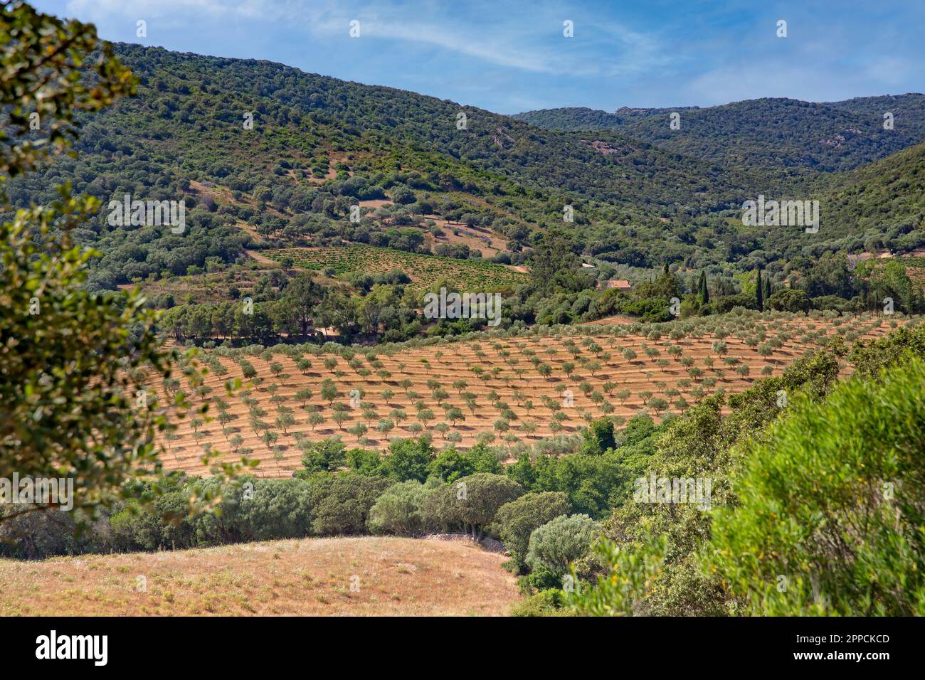 Vineyards and olive trees countryside landscape in south Corsica ...
