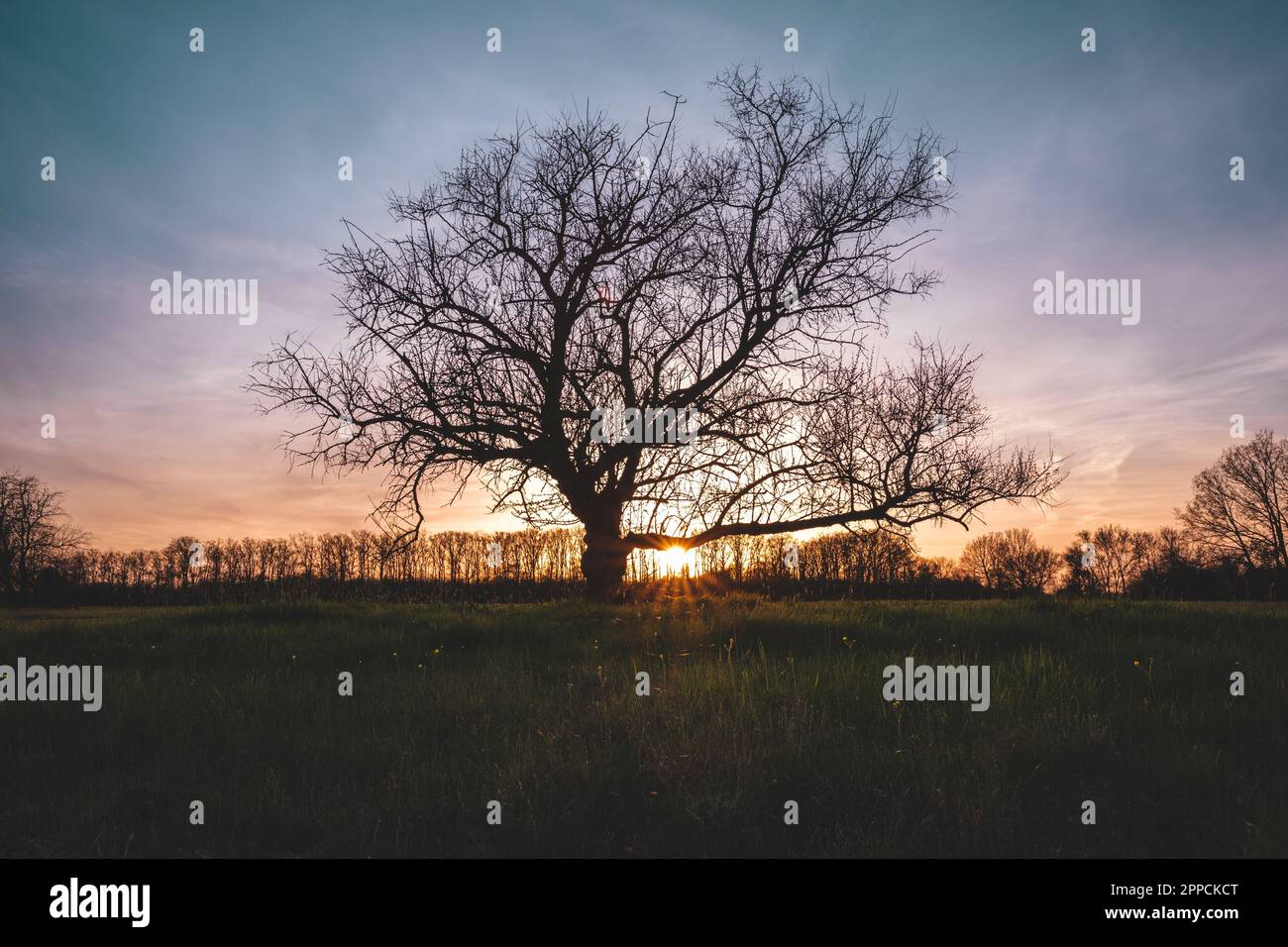 Big tree in open field hi-res stock photography and images - Alamy