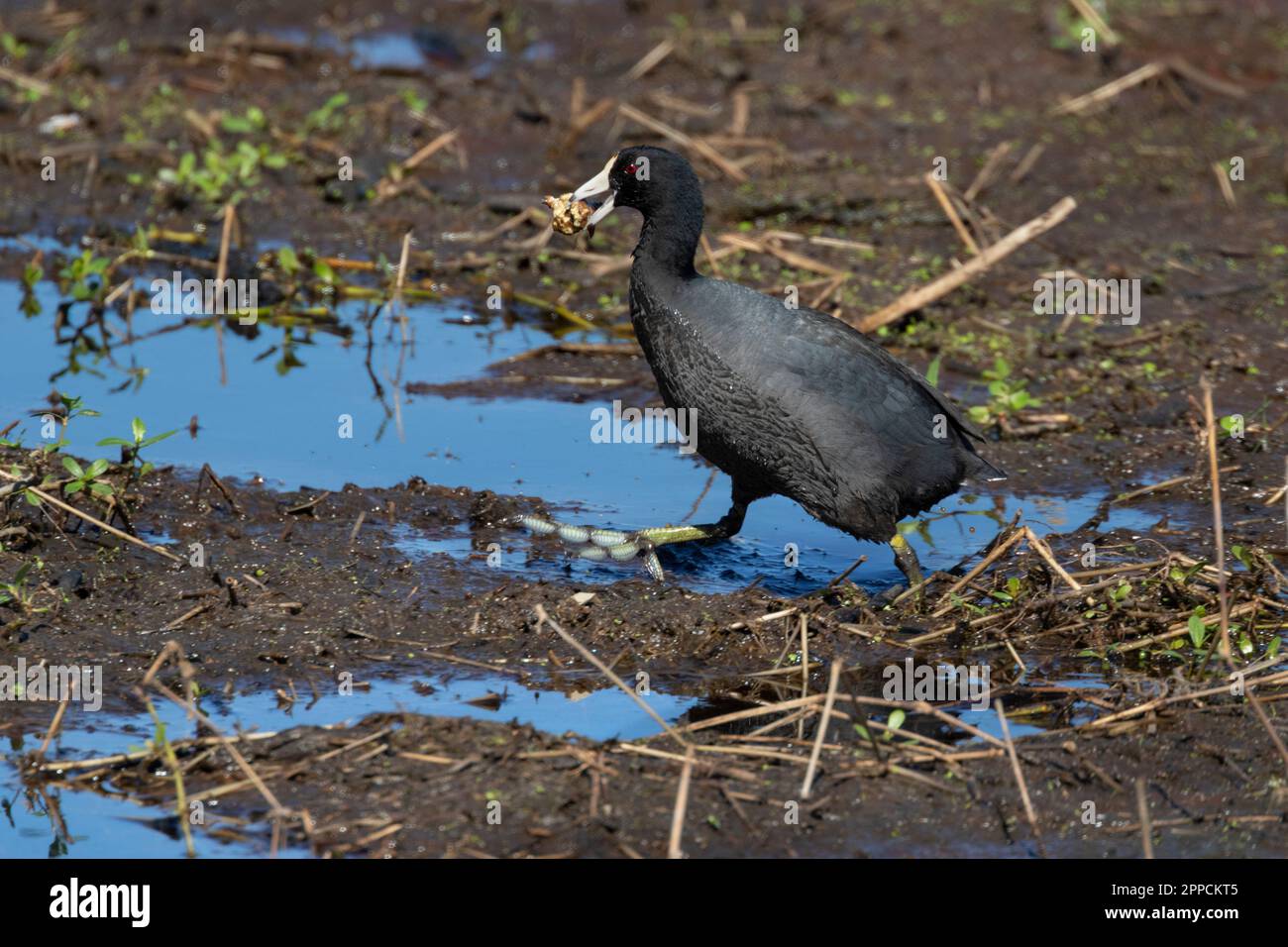 American coot feeding close hi-res stock photography and images - Alamy
