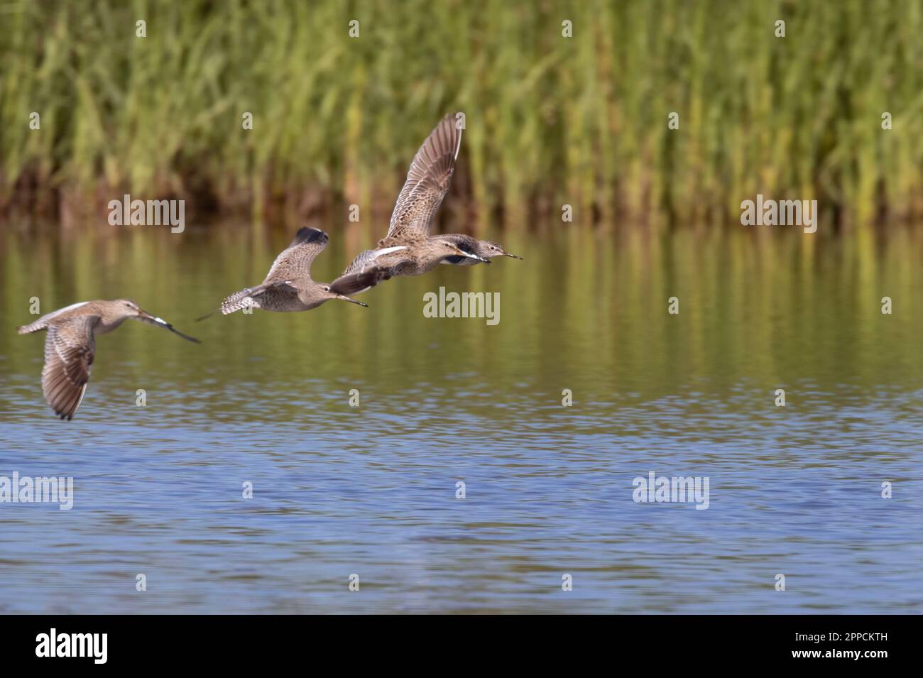 The flock of marbled godwits (Limosa fedoa) in flight, Galveston, Texas ...