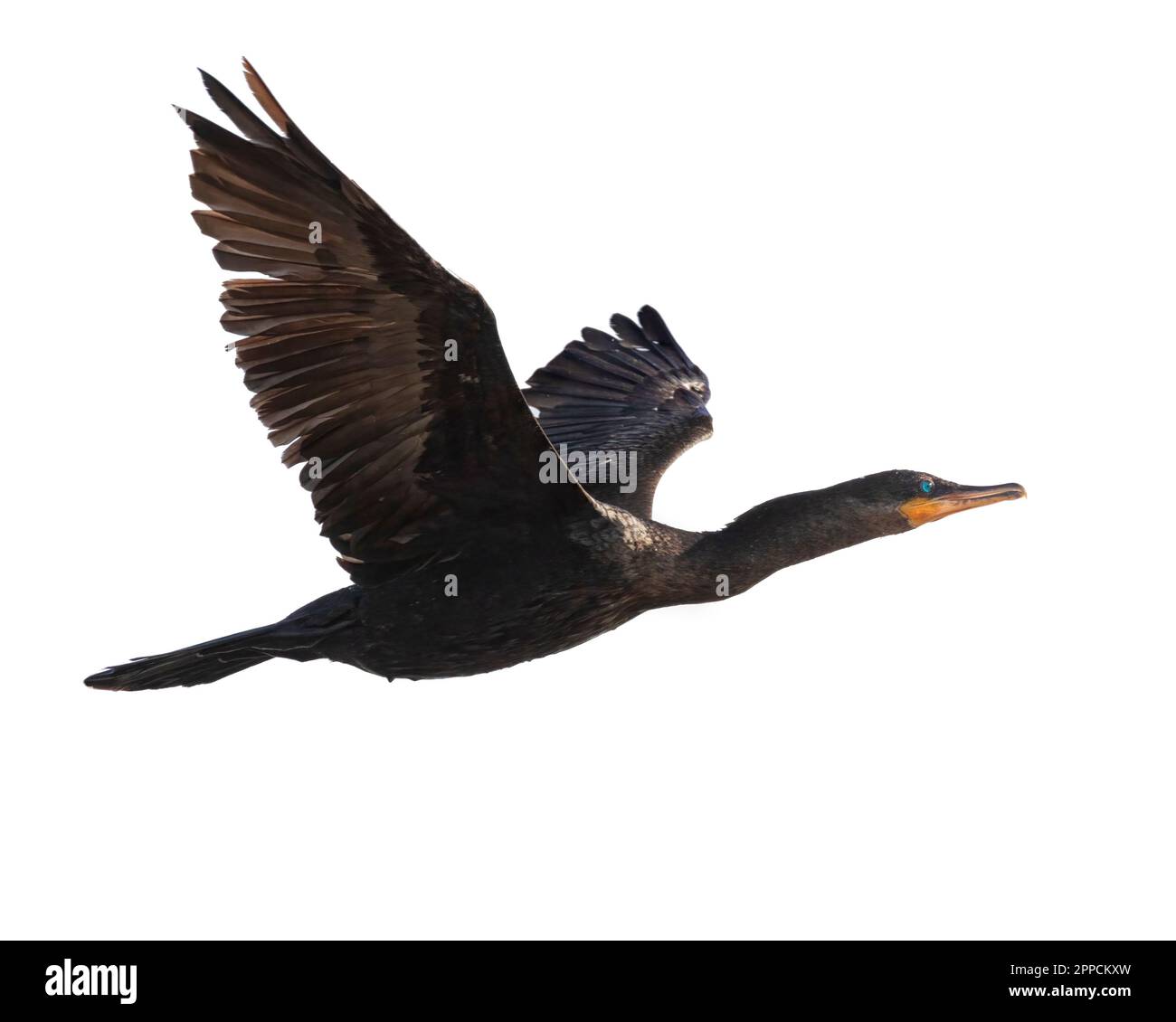 Neotropic Cormorant in flight close up Stock Photo - Alamy