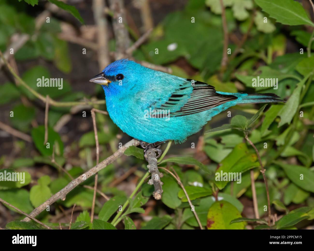 Indigo bunting passerina cyanea hi-res stock photography and images - Alamy