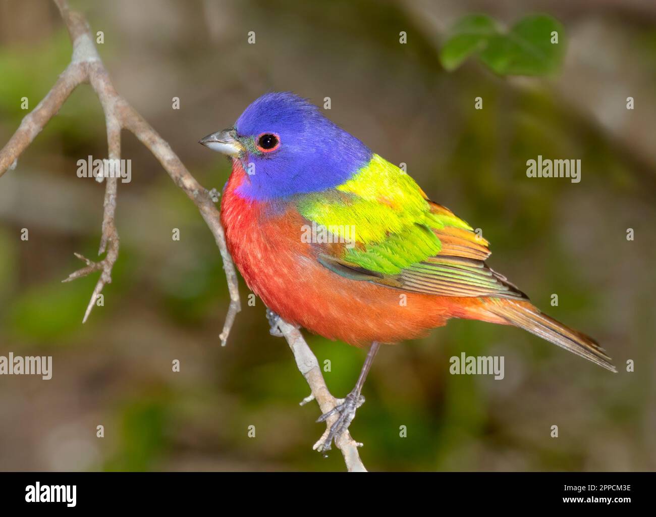 Male Painted Bunting (Passerina ciris) during spring migration ...