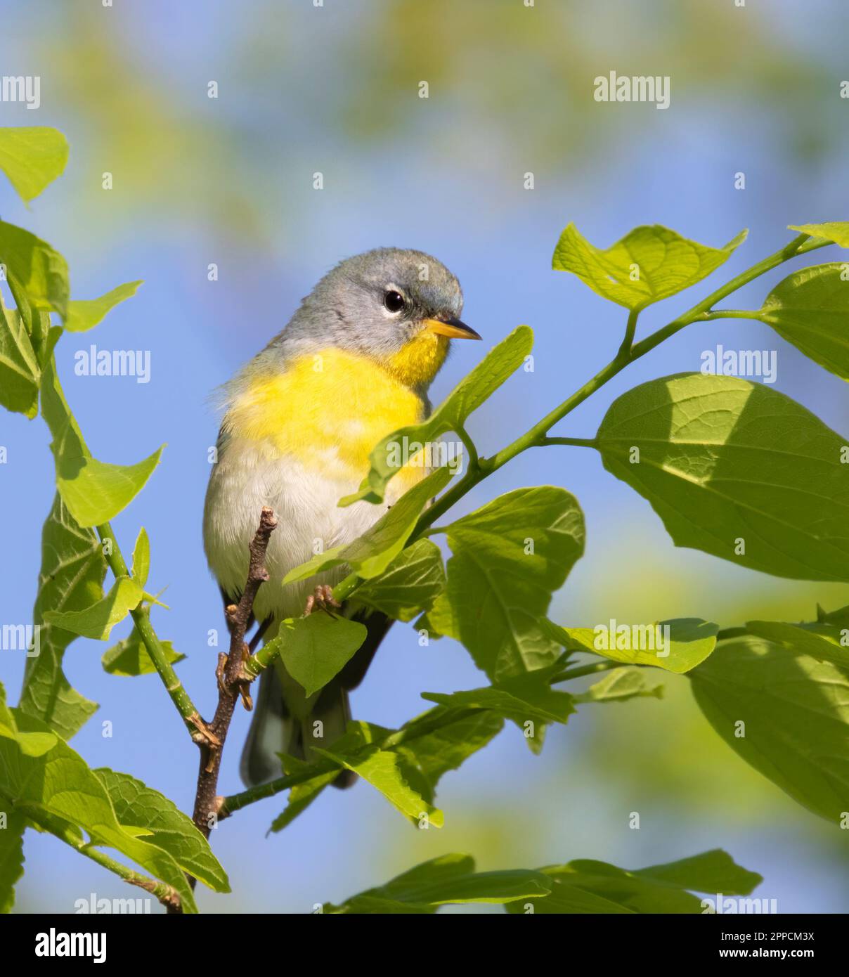 Northern parula, female (Setophaga americana Stock Photo - Alamy