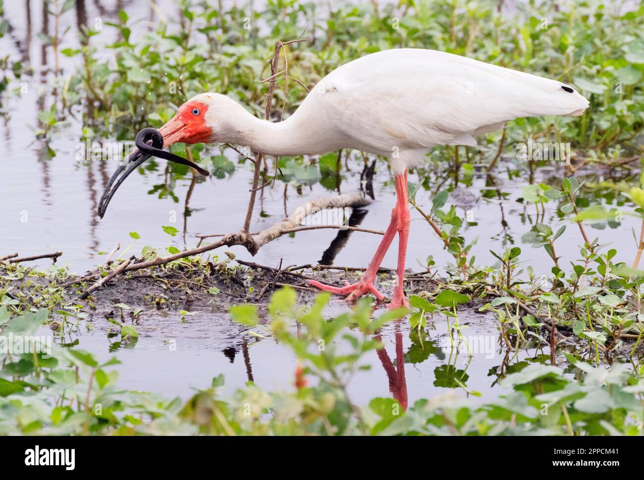 The American white ibis (Eudocimus albus) feeding in a swamp Stock ...
